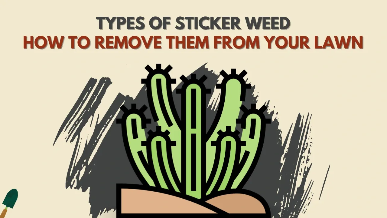 Types Of Sticker Weeds And How To Get Rid Of Them?