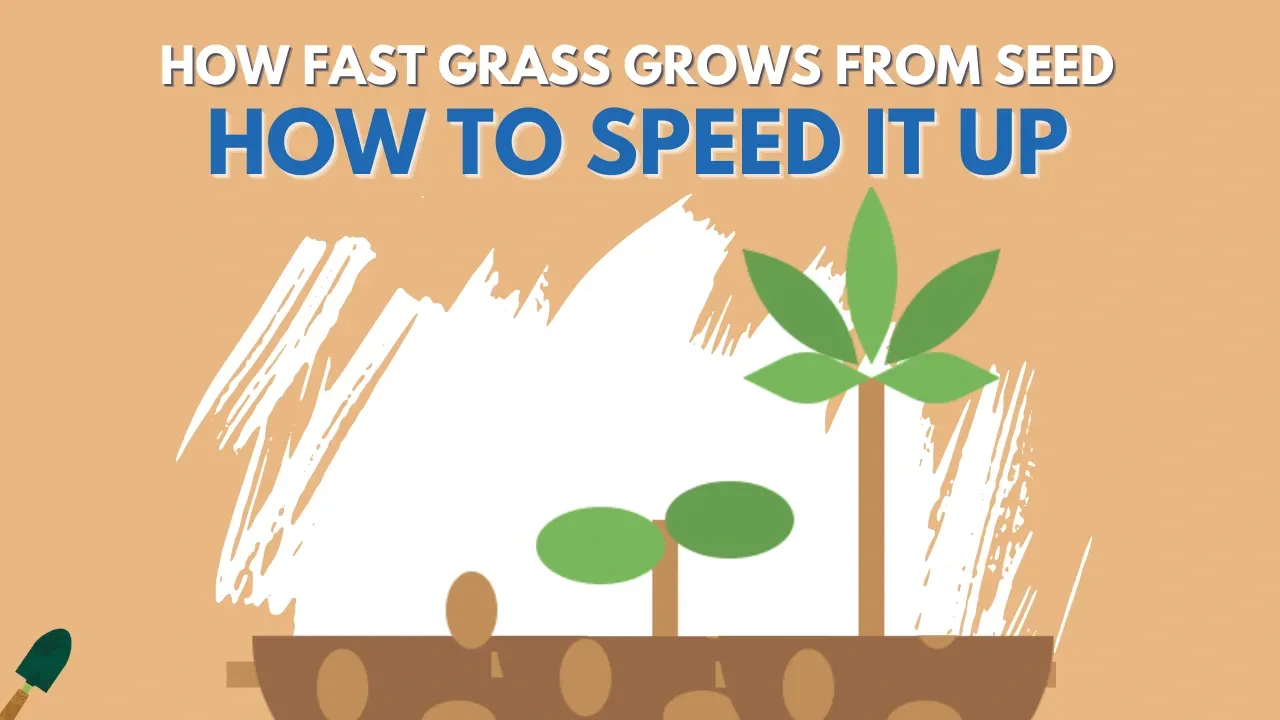 How Fast Does Grass Grow From Seed? How To Speed Up?