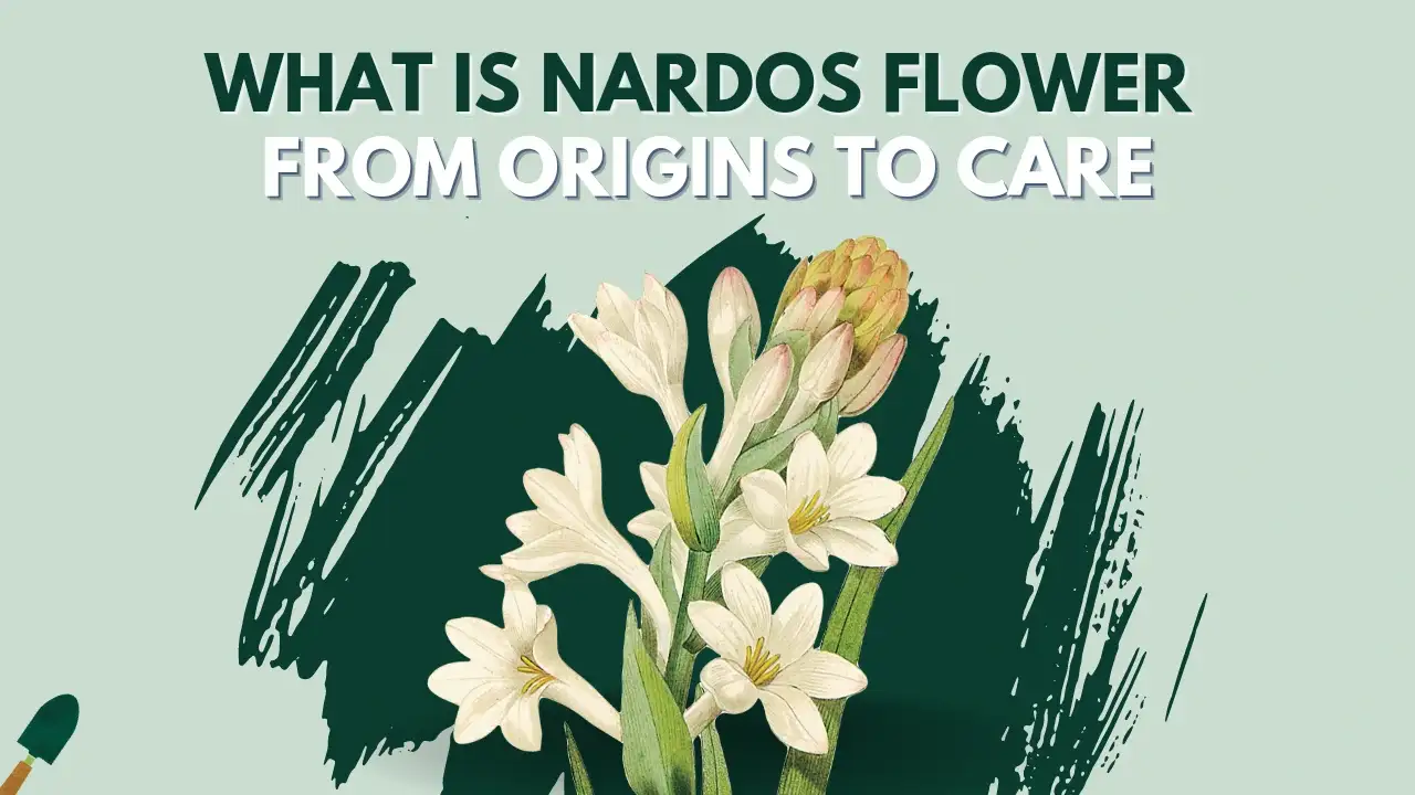 What Is Nardos Flower: Origins, Uses, Facts, And Care
