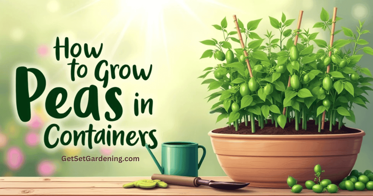 How To Grow Peas In Containers - A Detailed Guide