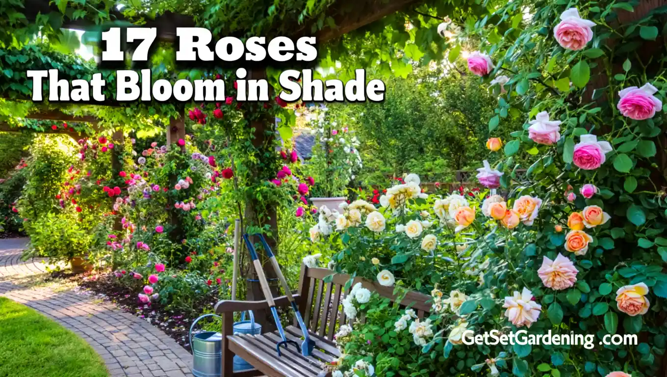 17 Roses That Bloom In Shade: Varieties For Dim Corners