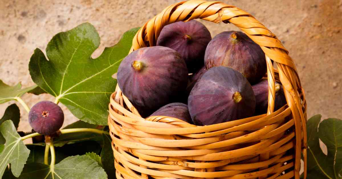 12 Nutritional Fruits You Can Easily Grow At Home