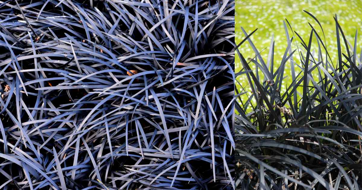 25 Spooky Plants For Halloween Garden Decorating