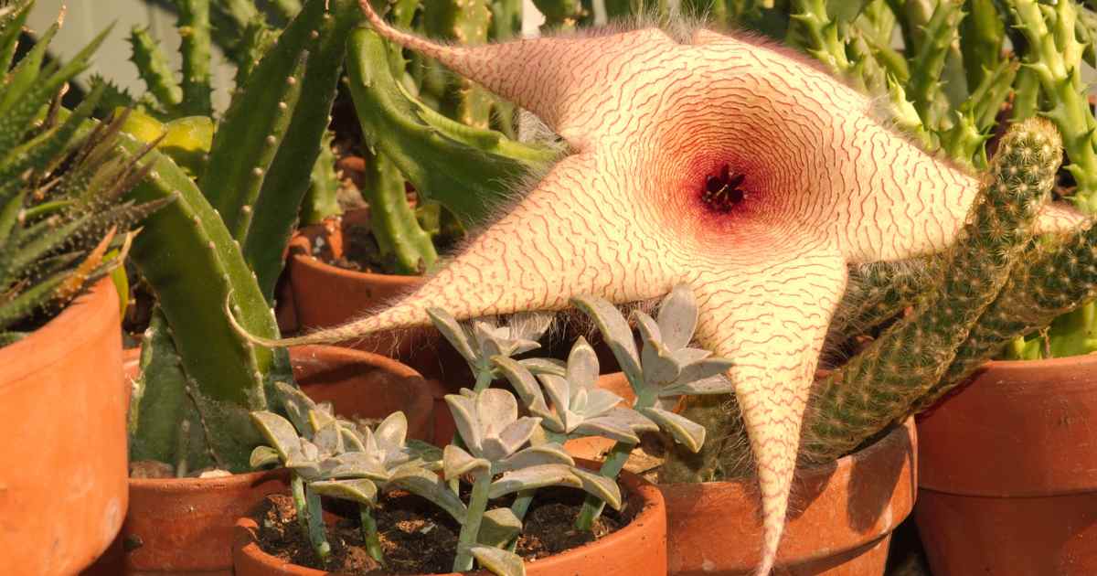 25 Spooky Plants For Halloween Garden Decorating