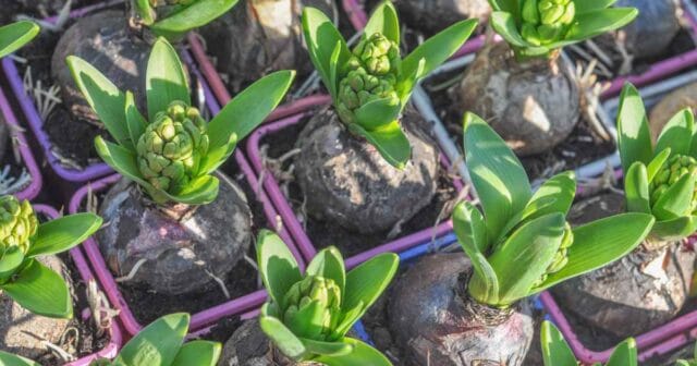 How To Plant, Grow, And Care For Hyacinth