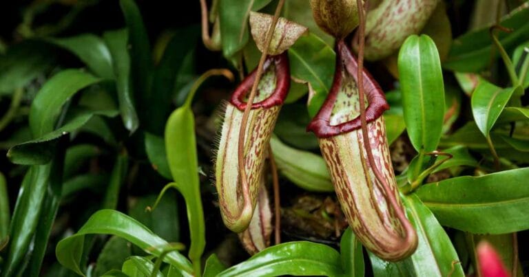 25 Spooky Plants For Halloween Garden Decorating