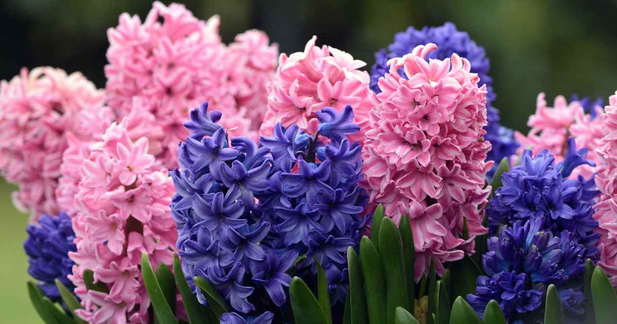 How To Plant, Grow, And Care For Hyacinth