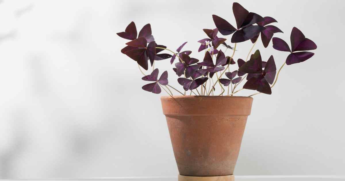 25 Spooky Plants For Halloween Garden Decorating