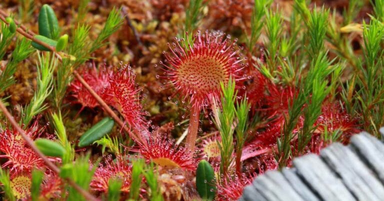 25 Spooky Plants For Halloween Garden Decorating