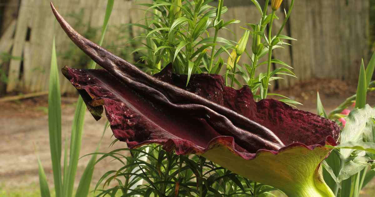 25 Spooky Plants For Halloween Garden Decorating