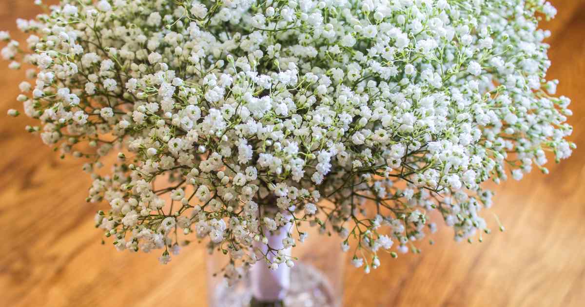 How To Grow And Care For Baby's Breath (Gypsophila Spp.)