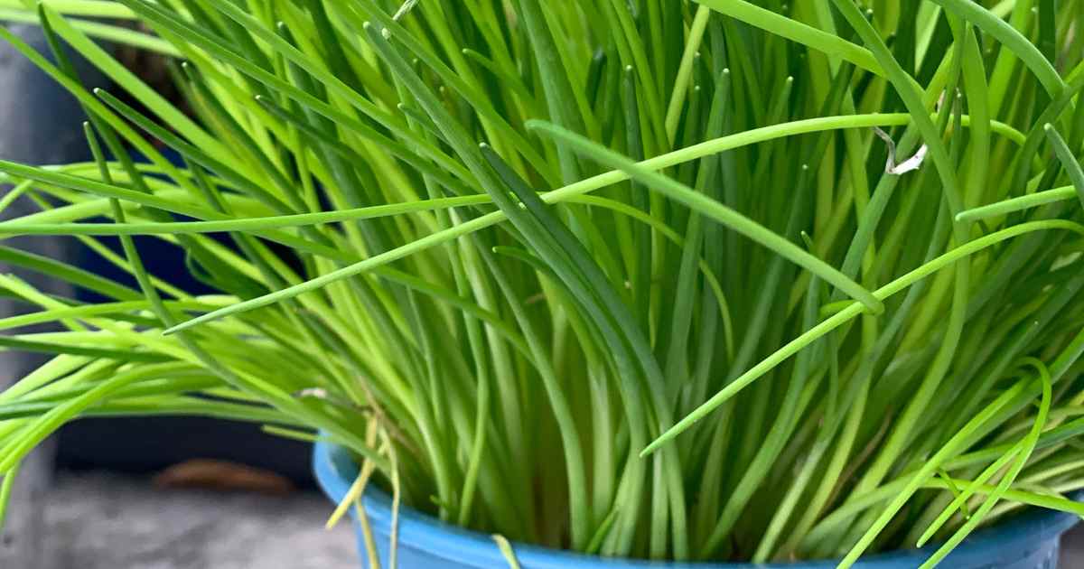 13 Herbs That Thrive Indoors All Winter