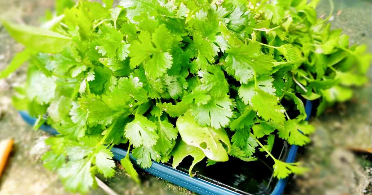 13 Herbs That Thrive Indoors All Winter