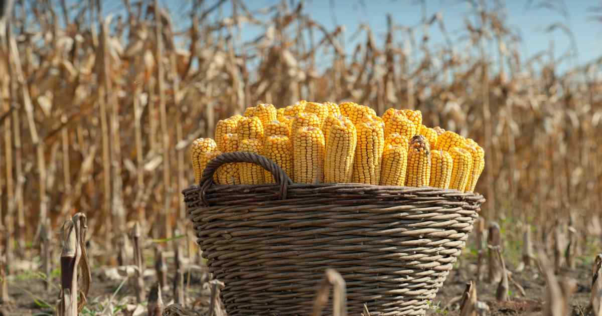 How To Grow Corn At Home - Beginner's Guide