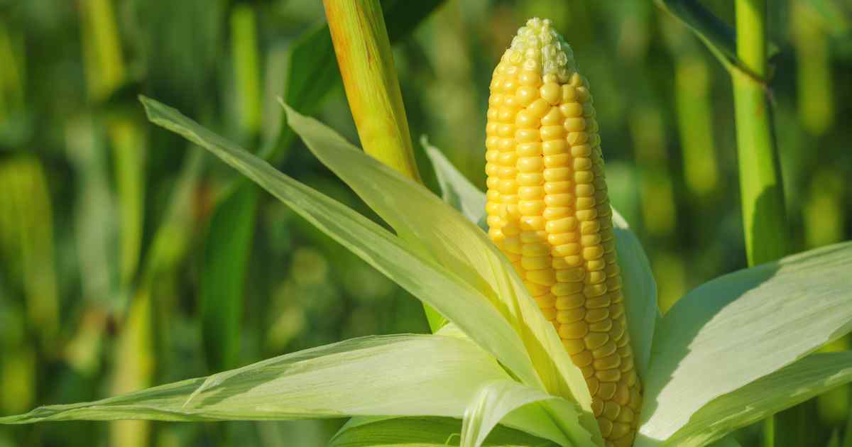 How To Grow Corn At Home - Beginner's Guide