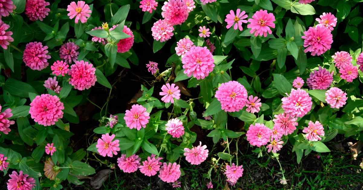 How To Grow And Care For Zinnias - Beginner's Guide