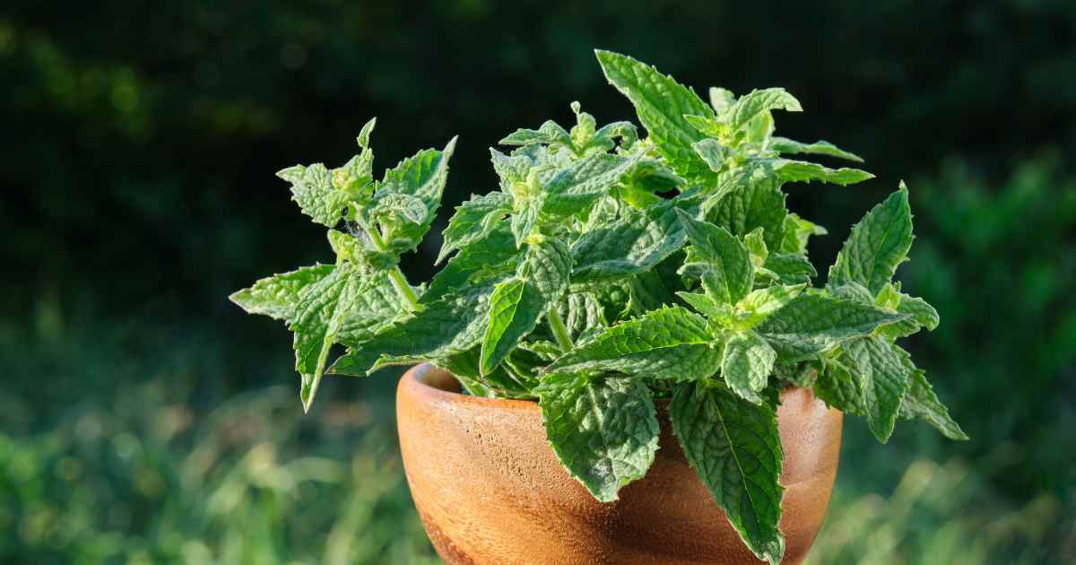 13 Herbs That Thrive Indoors All Winter
