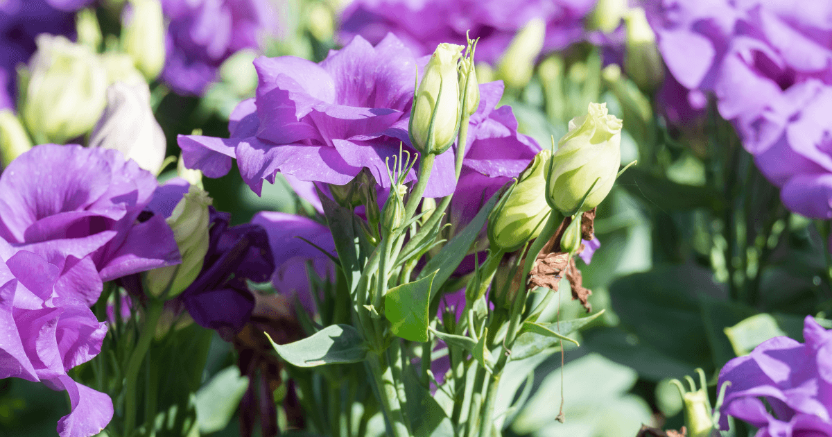 How To Grow And Care For Lisianthus
