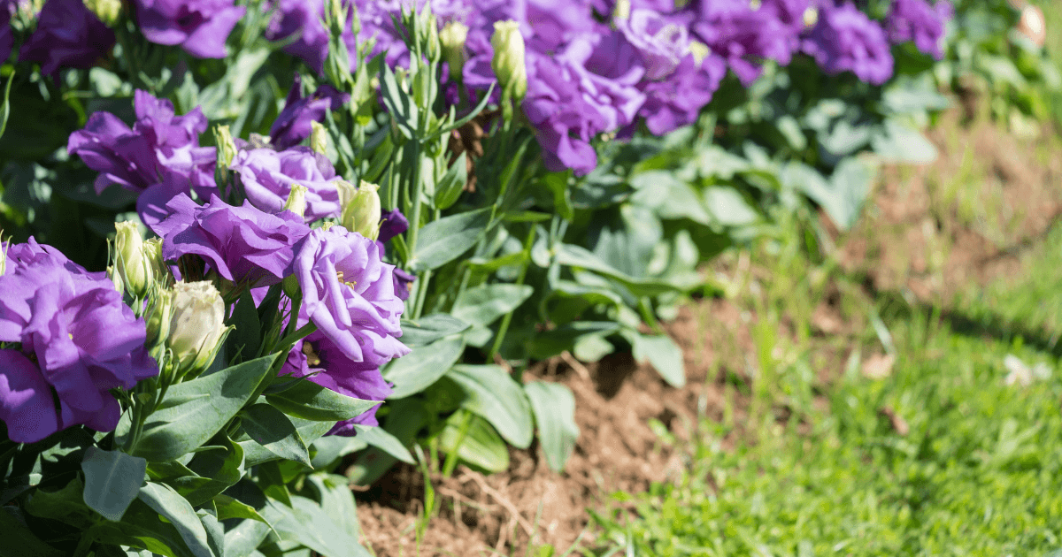 How To Grow And Care For Lisianthus