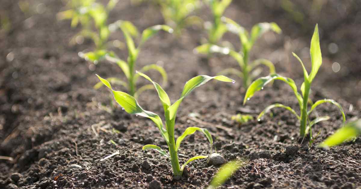 How To Grow Corn At Home - Beginner's Guide